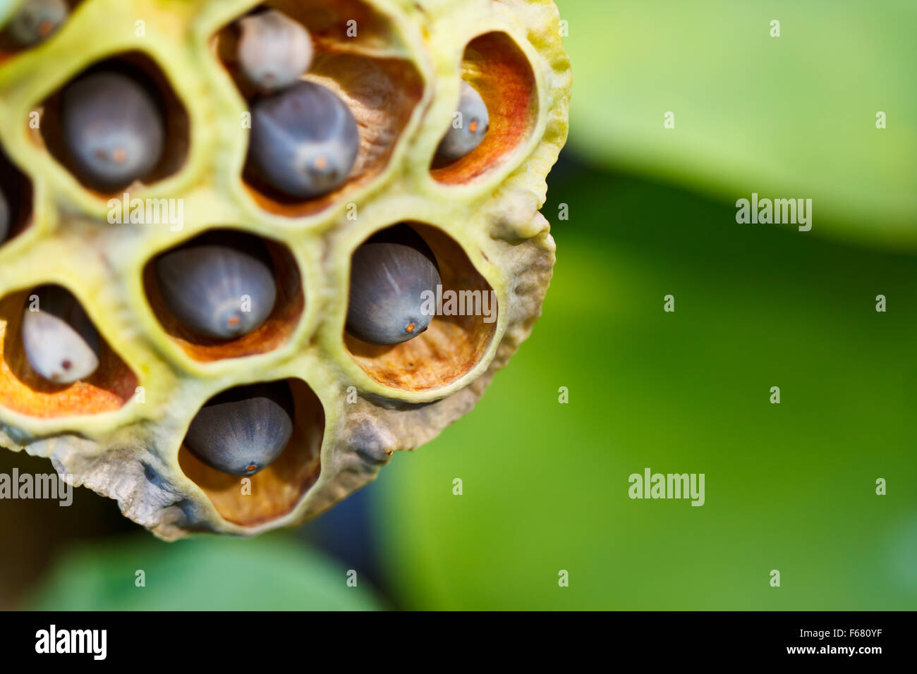 seed of lotus Stock Photo - Alamy
