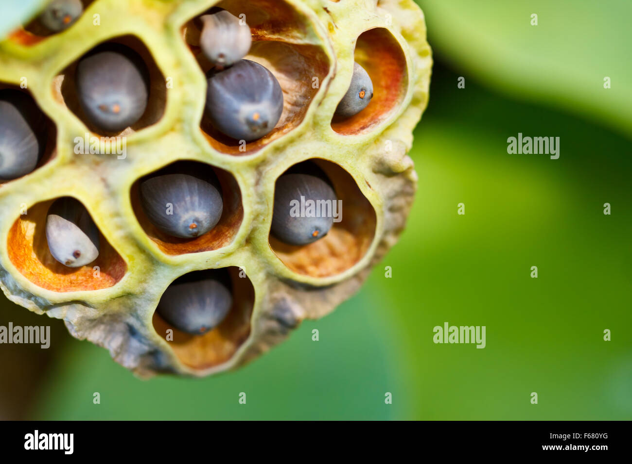 seed of lotus Stock Photo - Alamy