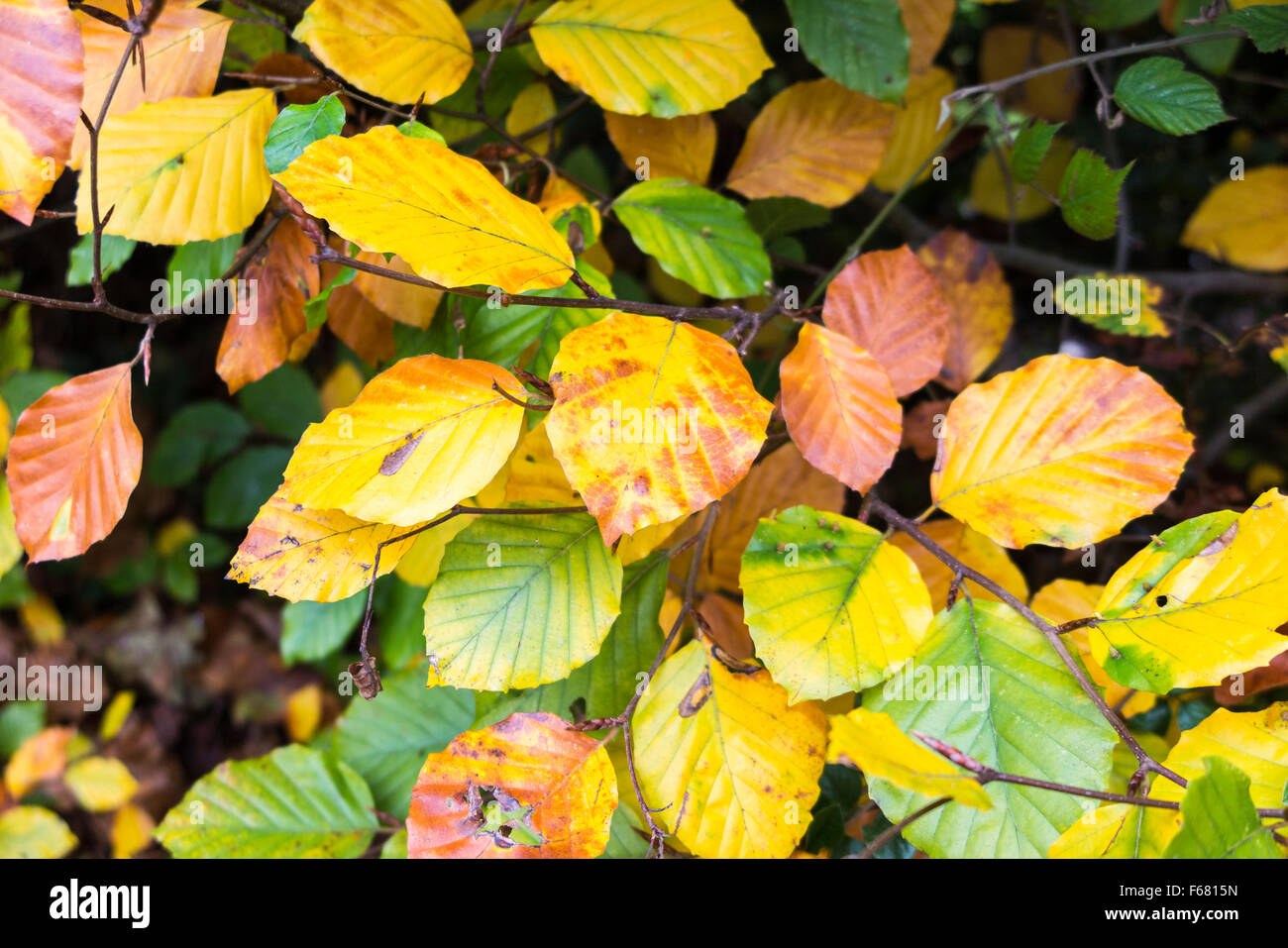 Colourful leaves, yellow, brown and green, of European beech (Fagus ...