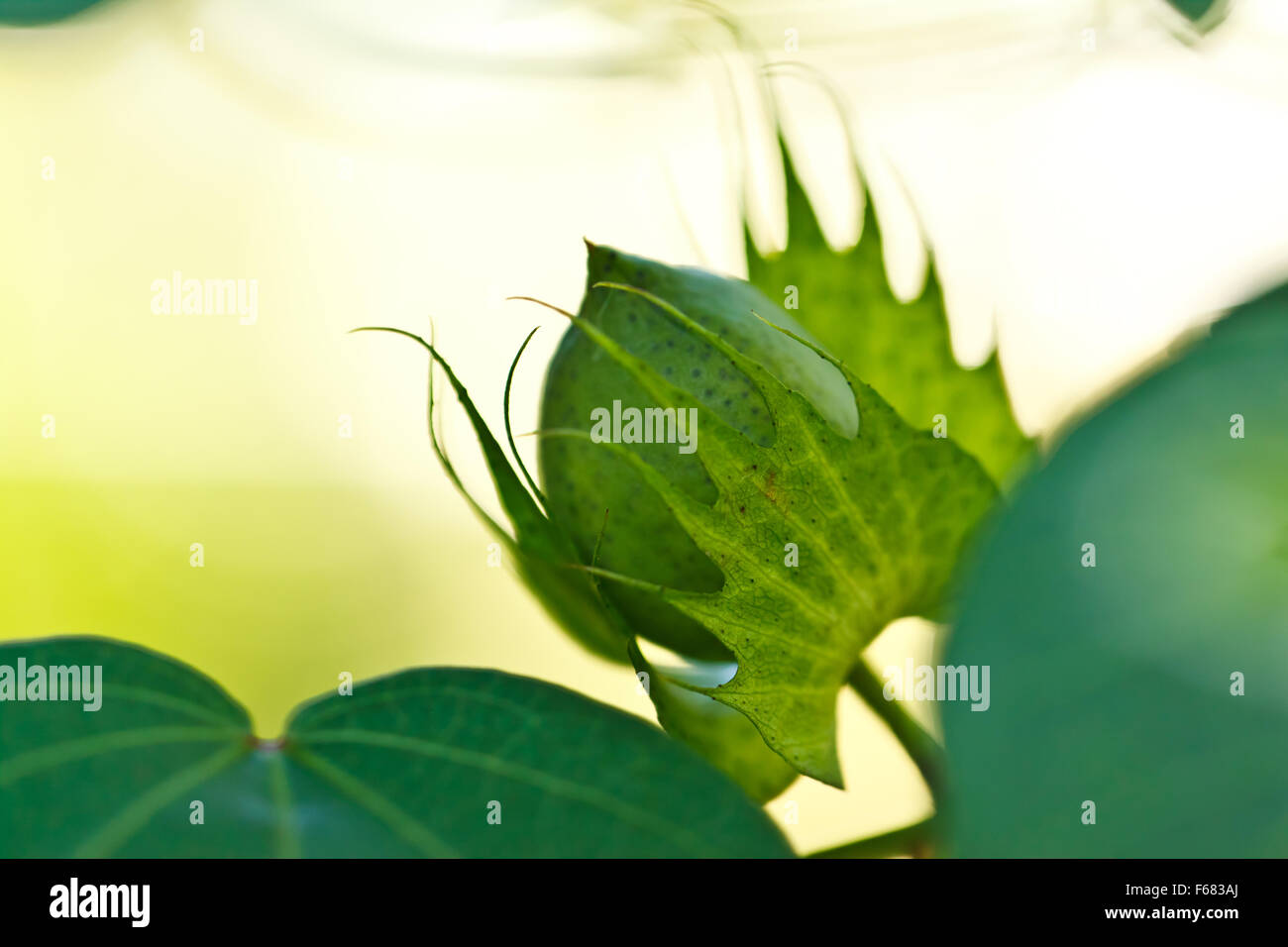 Cotton flower hi-res stock photography and images - Alamy