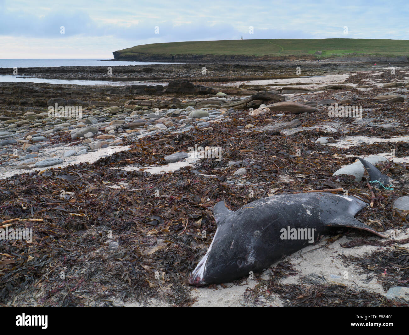 Dead common dolphin Stock Photo - Alamy