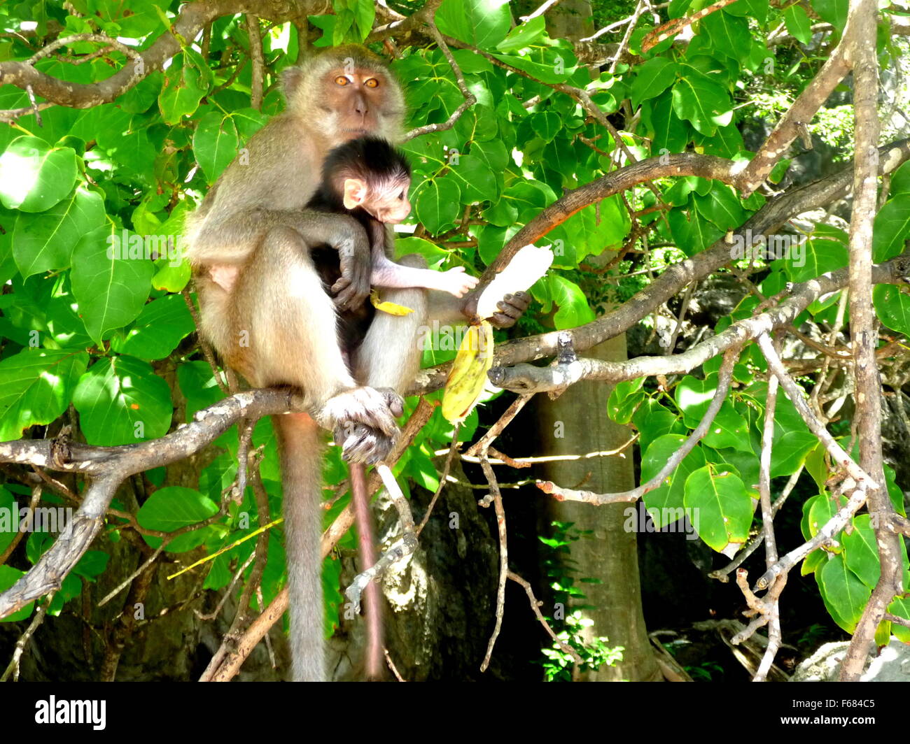 Rhesus macaque monkey and baby eating a banana on Monkey beach, Monkey ...