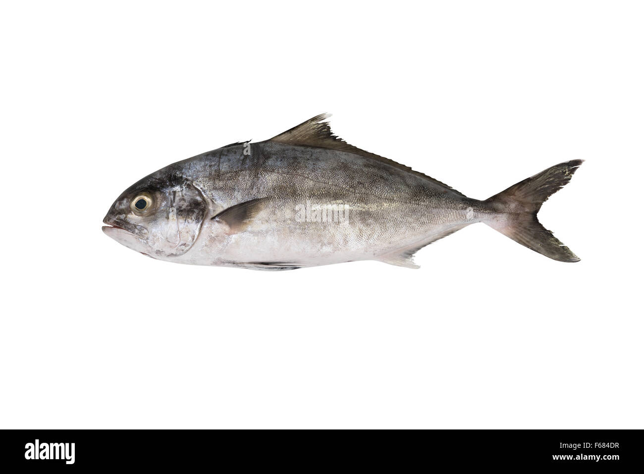 BLACK-BANDED TREVALLY Serolina nigrofasciata on isolated Stock Photo ...