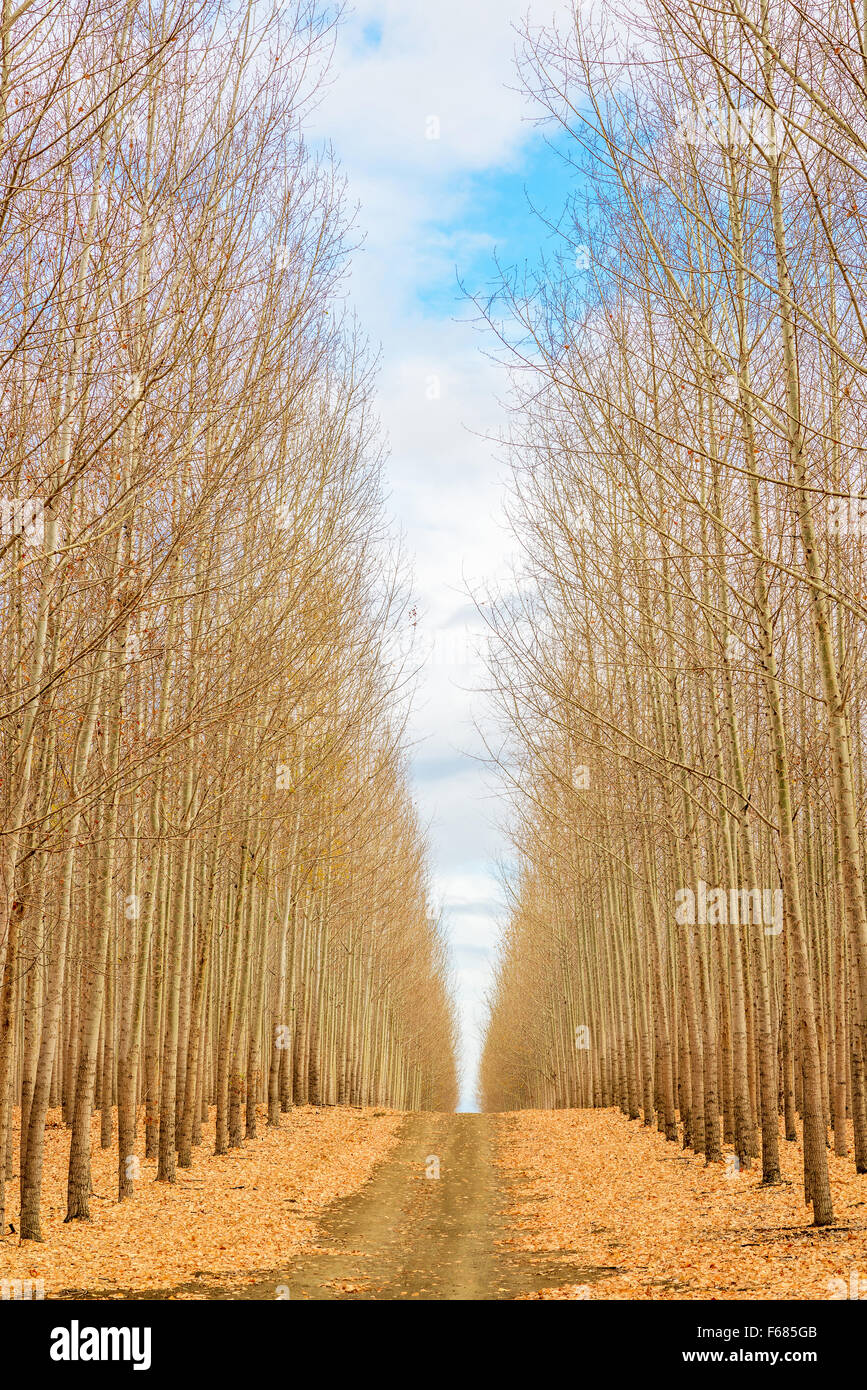 Road leading to farm hi-res stock photography and images - Alamy