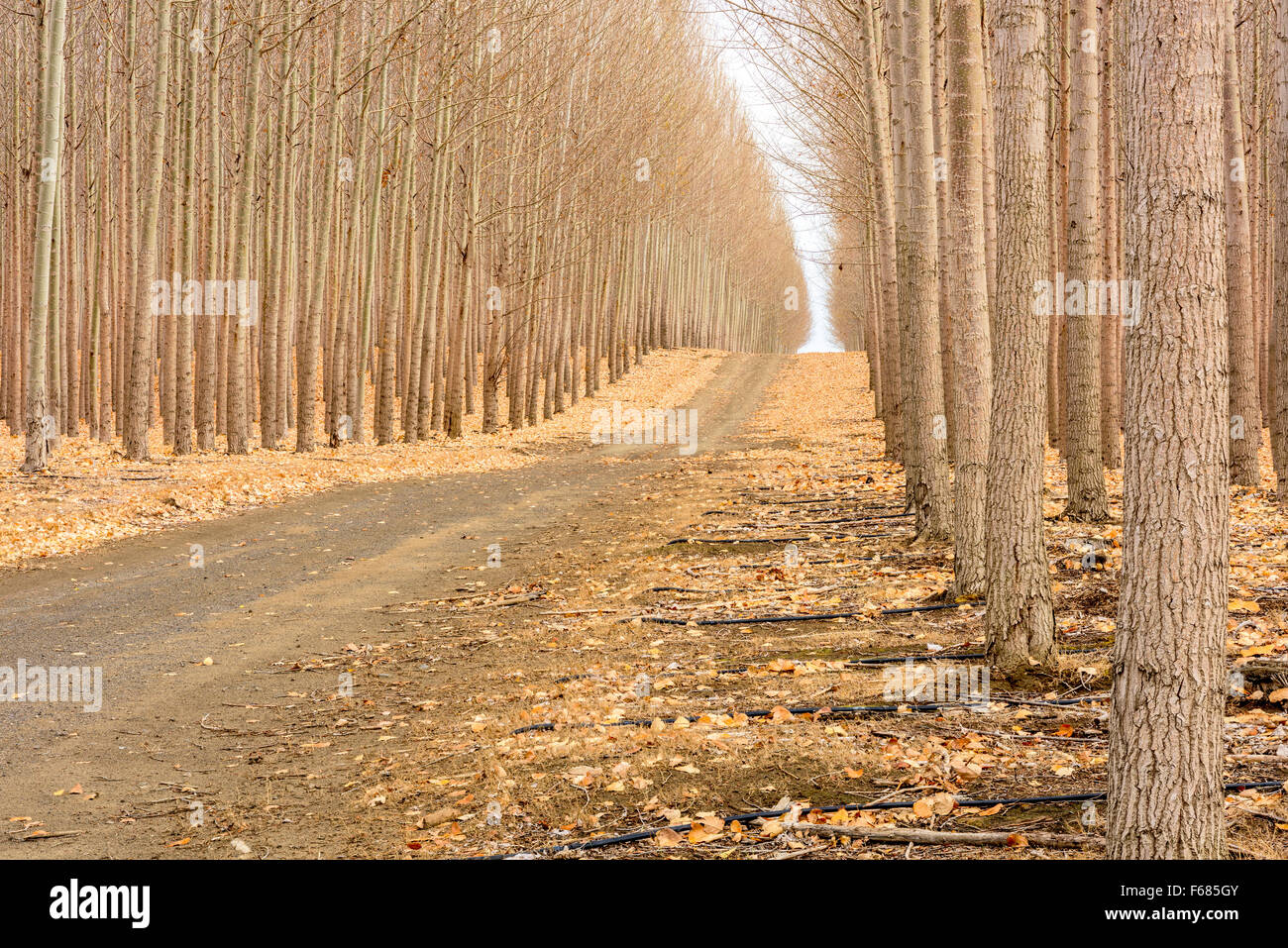 Country road in the fall lined by trees Stock Photo - Alamy
