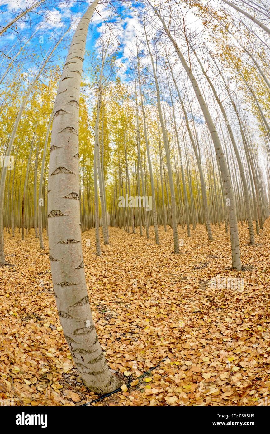 Poplar tree farm with autumn colors and blue sky Stock Photo - Alamy