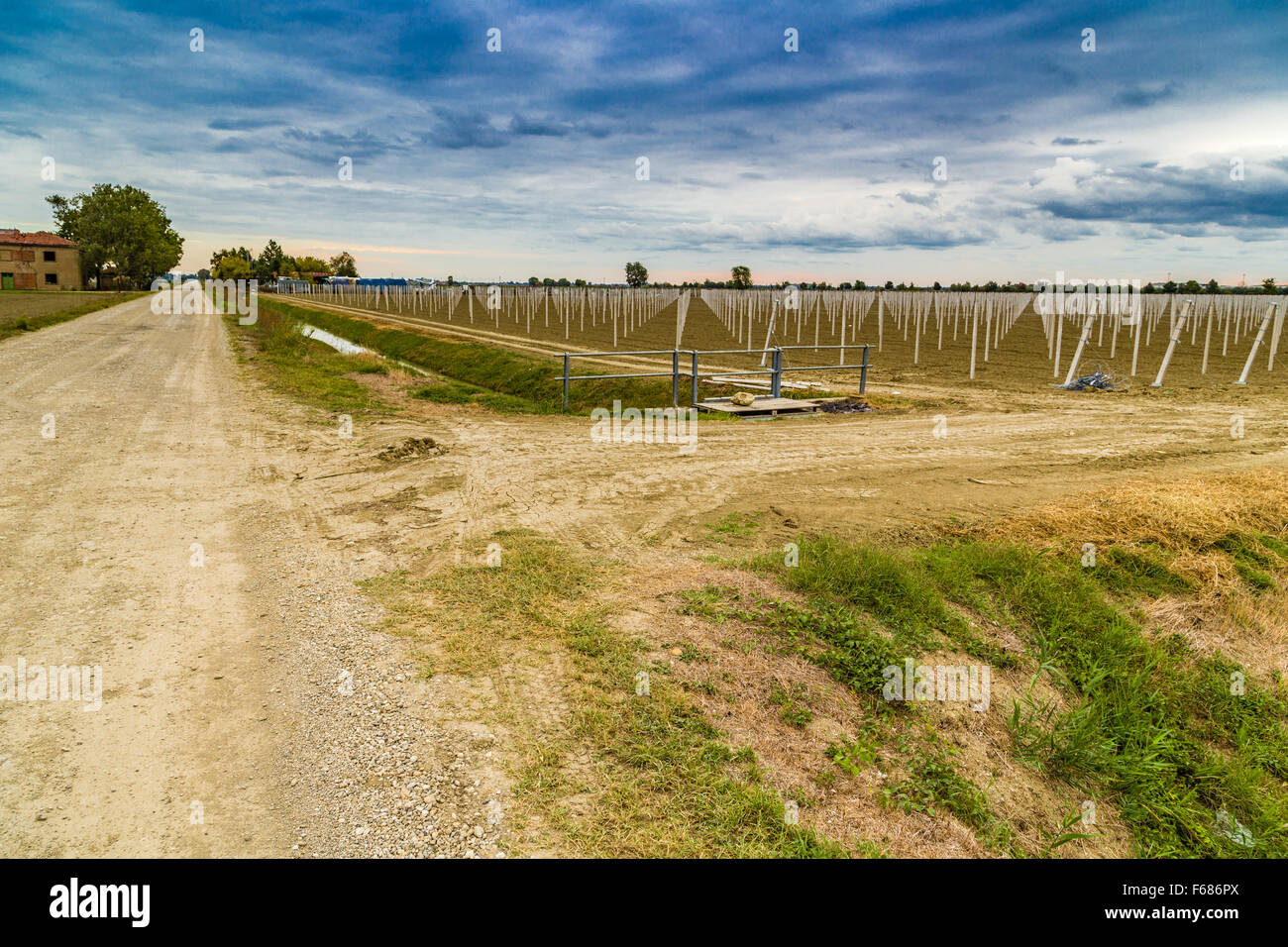 rows of precast concrete white poles driven into the ground to support ...