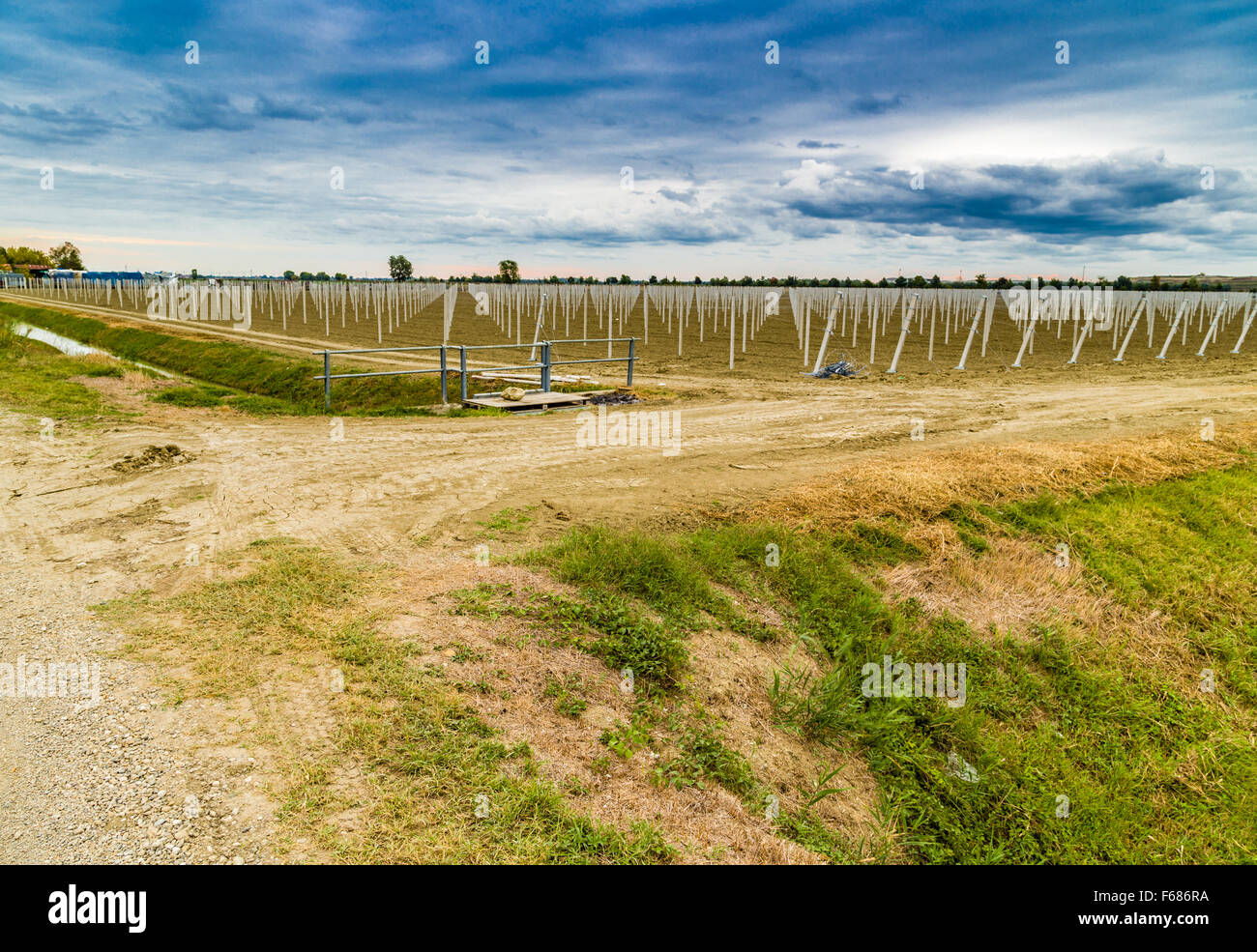 rows of precast concrete white poles driven into the ground to support ...