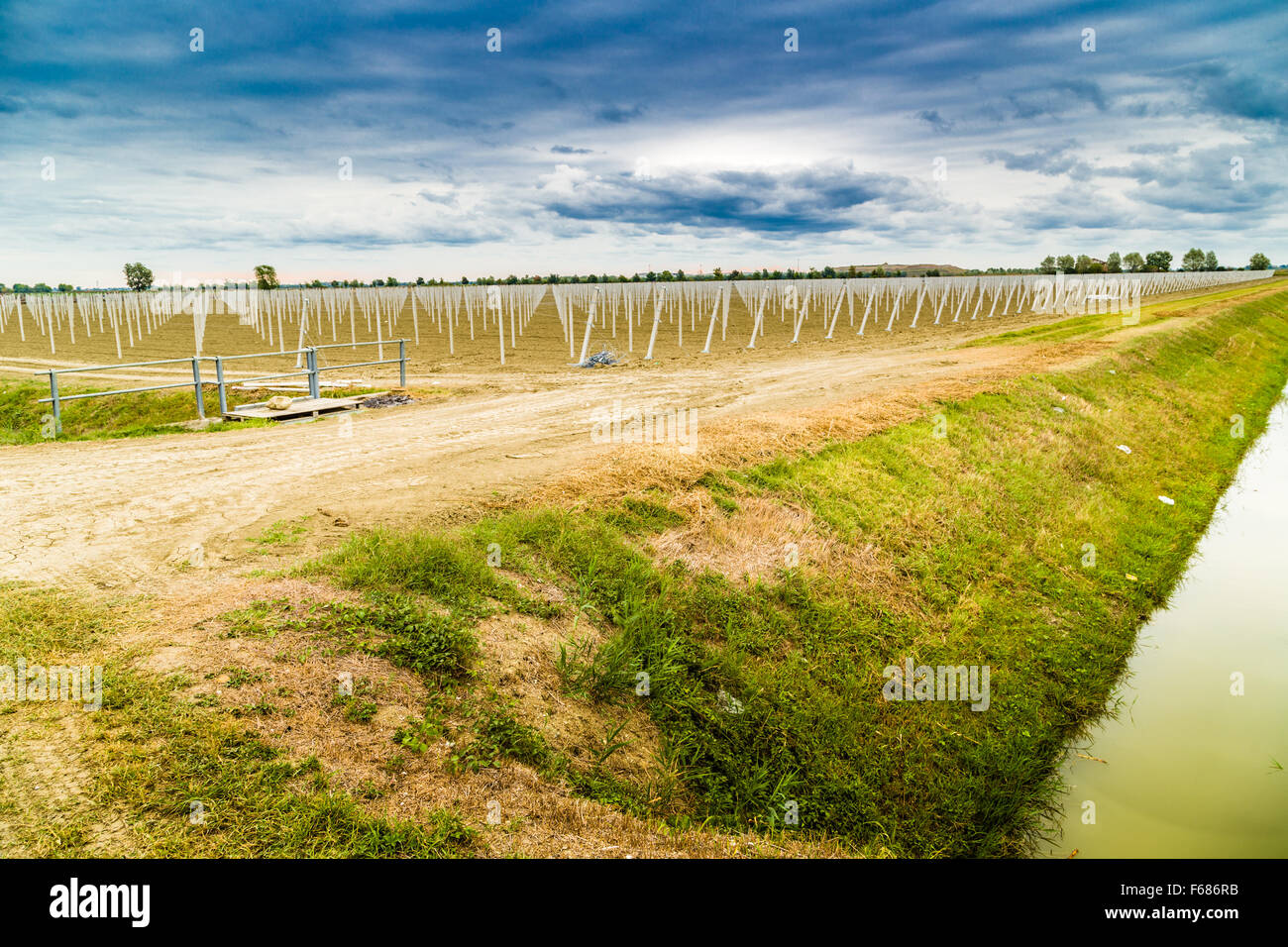 rows of precast concrete white poles driven into the ground to support ...