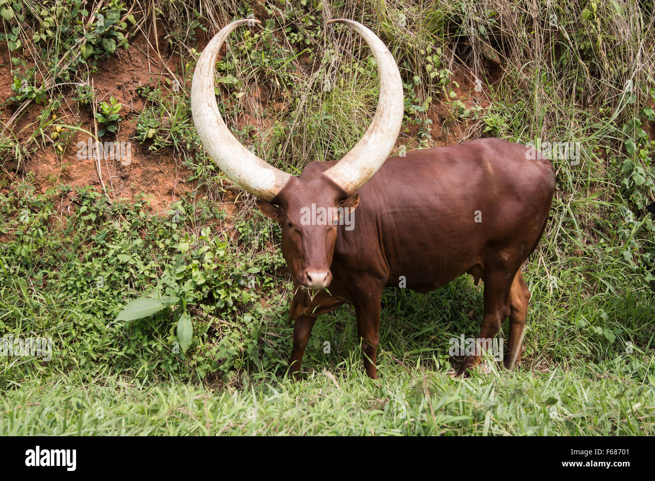 The Uganda bighorned cow Stock Photo - Alamy