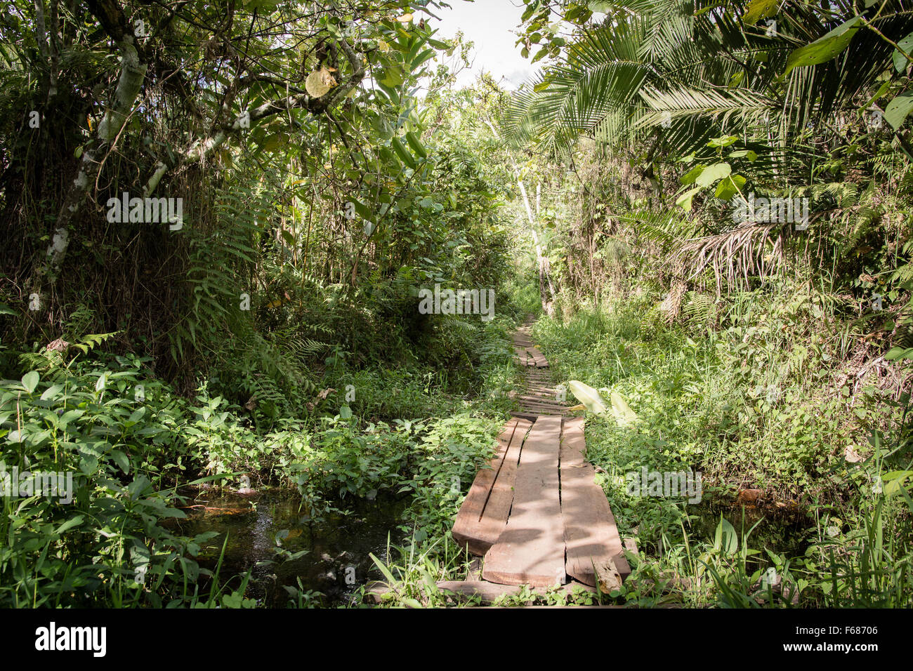 South African Jungle