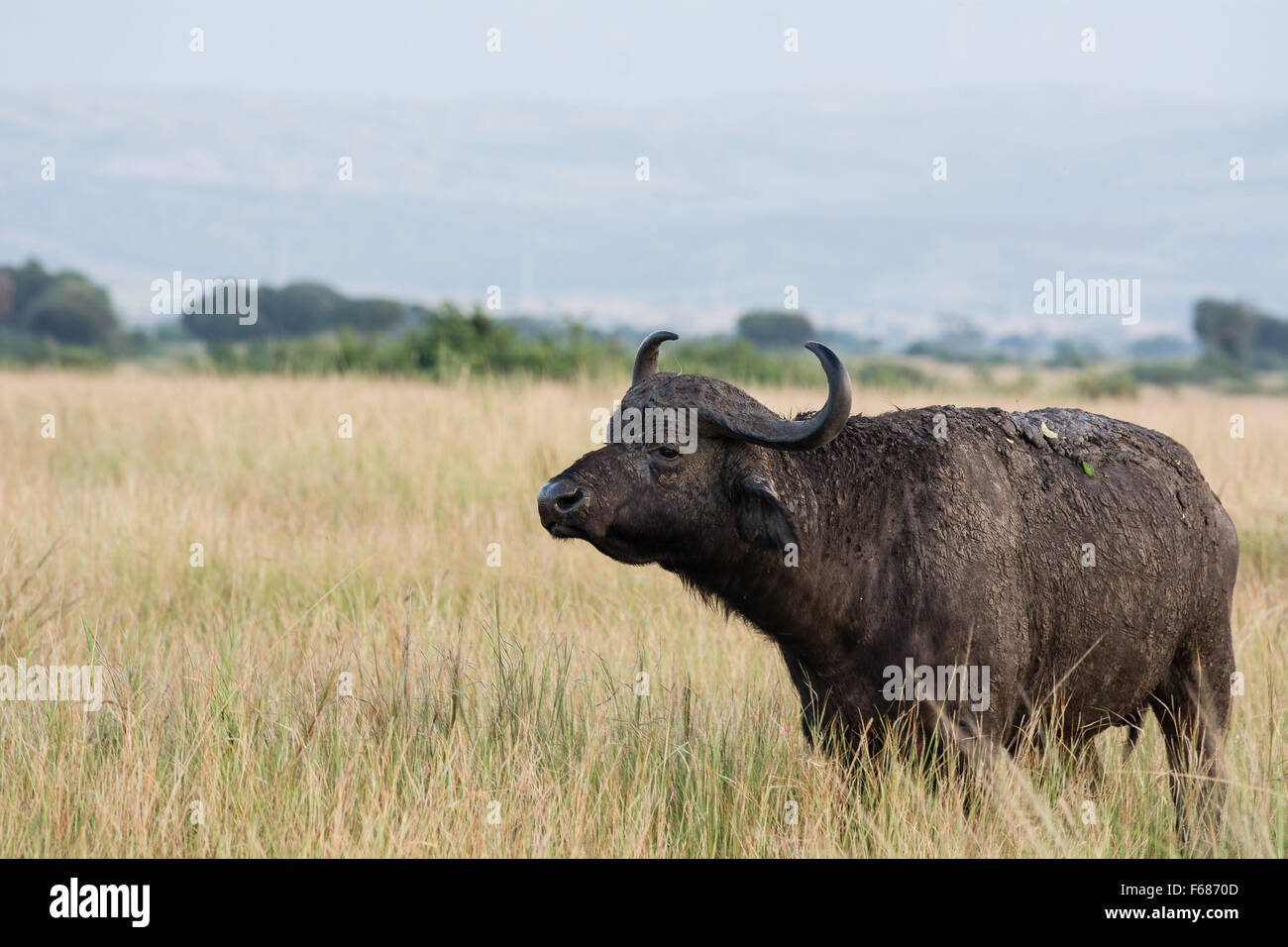 African water buffalo hi-res stock photography and images - Alamy