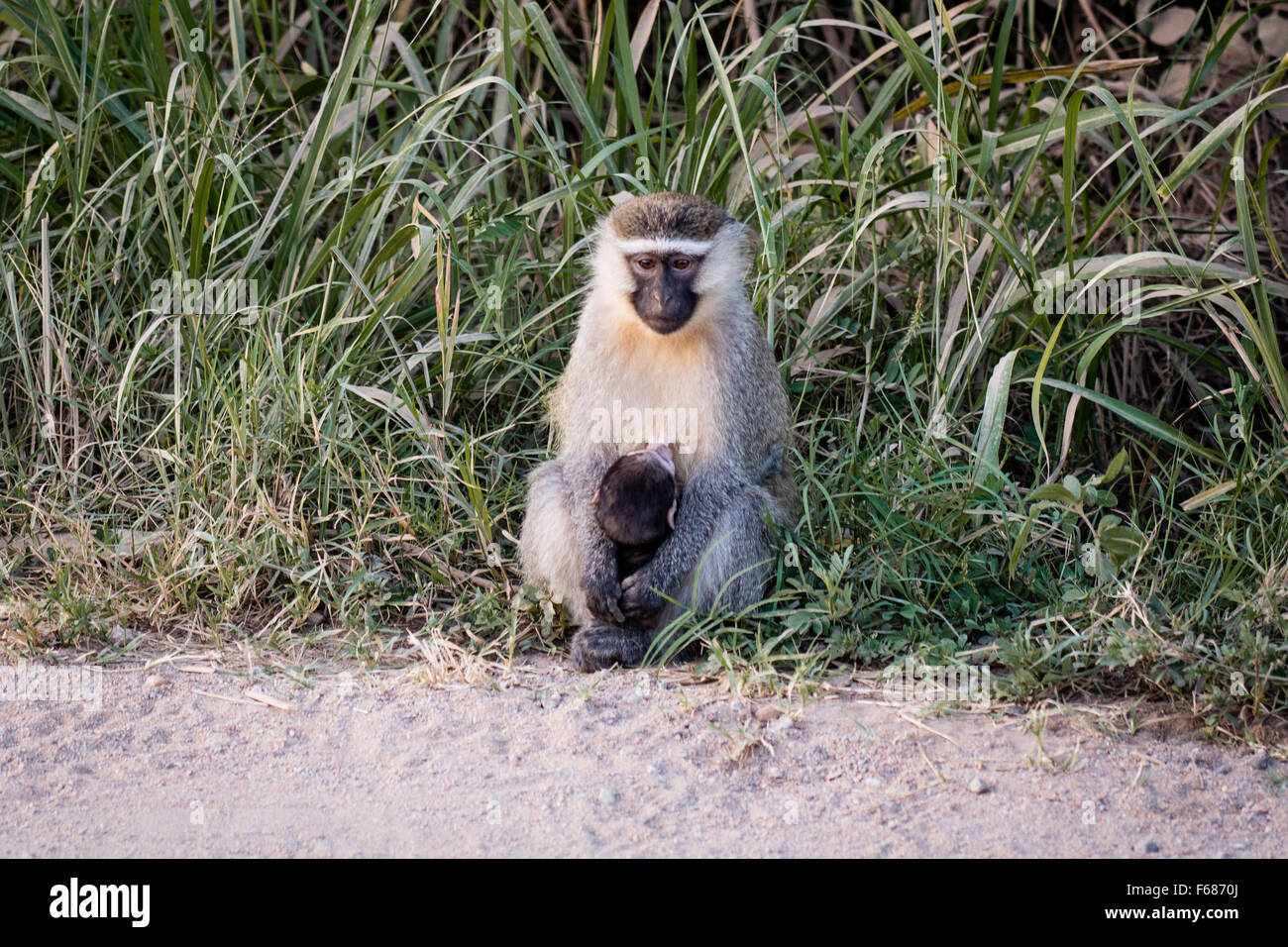 A guenon is sitting along a road in Uganda with its baby in its arms ...