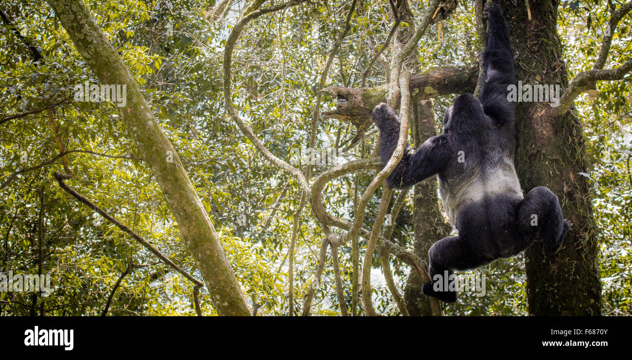 A silverback gorilla is climbing down a tree in the jungle of the ...