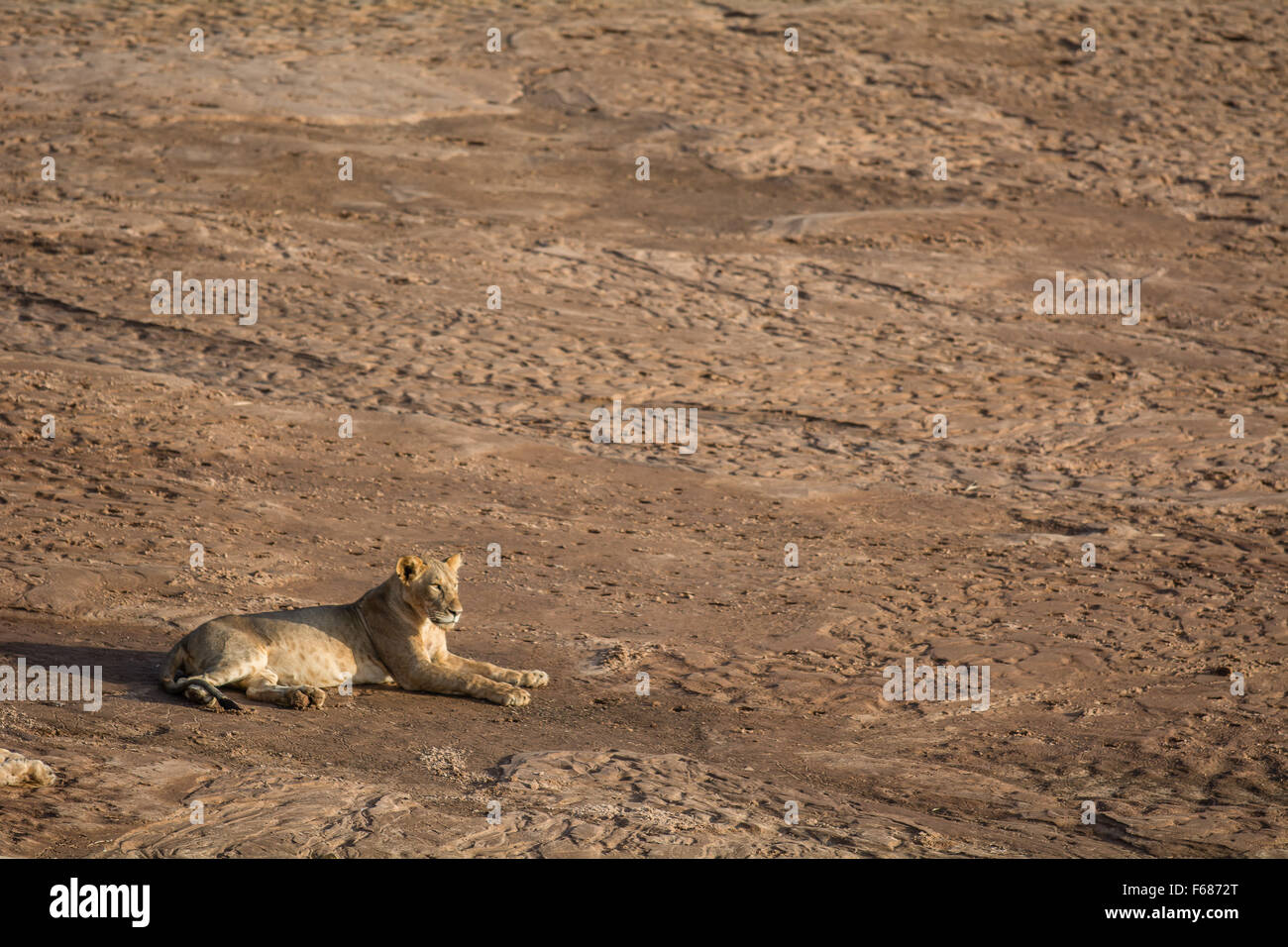 A lonely female lion is lying in the sun in Kenya and watching ...