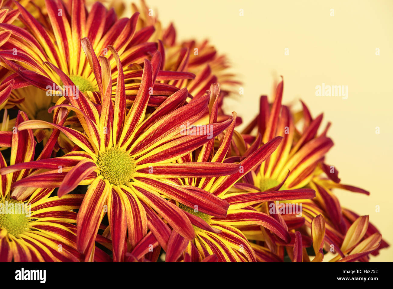 Red and yellow mums hi-res stock photography and images - Alamy
