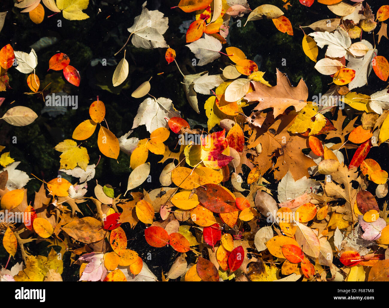 Random pattern of colorful autumn leaves floating in a pool of water ...