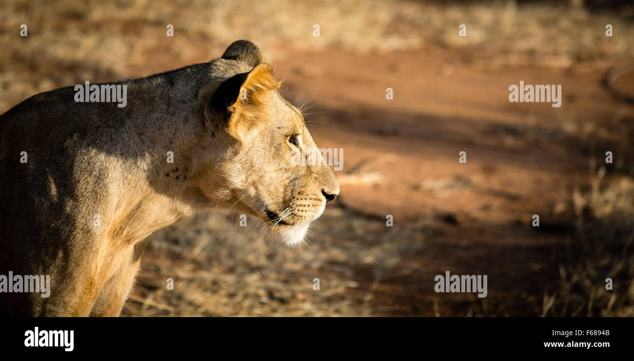 African female lion hi-res stock photography and images - Alamy