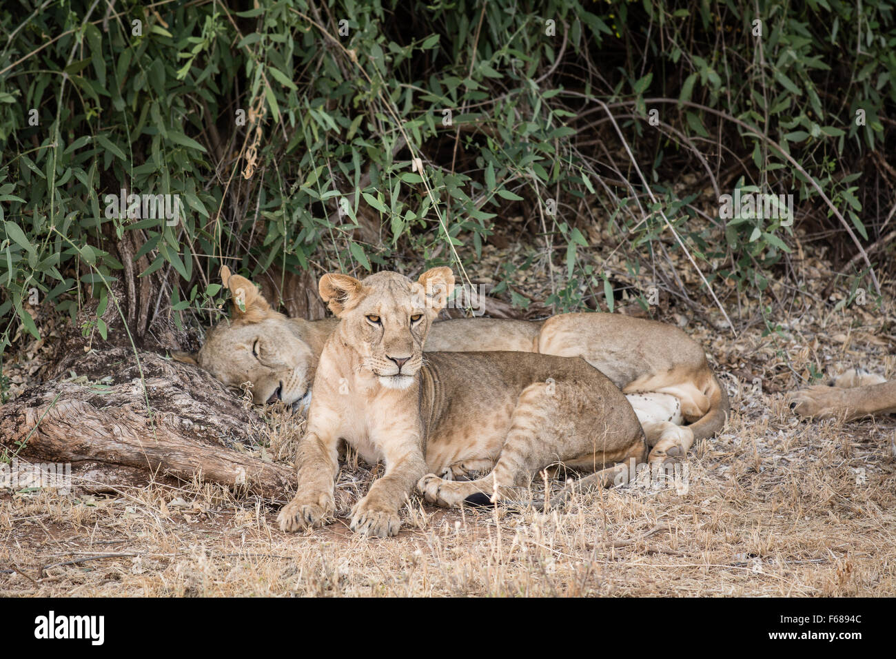 A young lion is lying beside his mother and guarding her, while she is ...