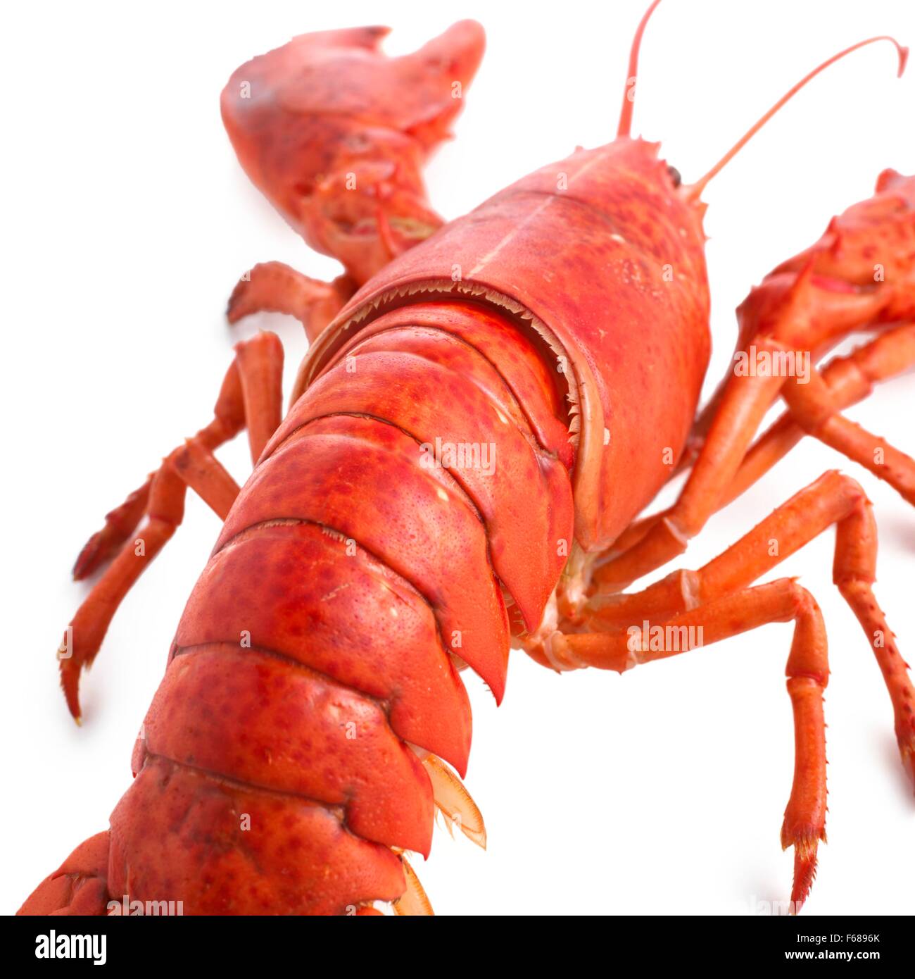 Fresh cooked lobster hi-res stock photography and images - Alamy