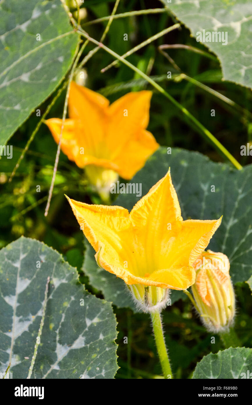 Blooming Flower Background Stock Photo - Alamy