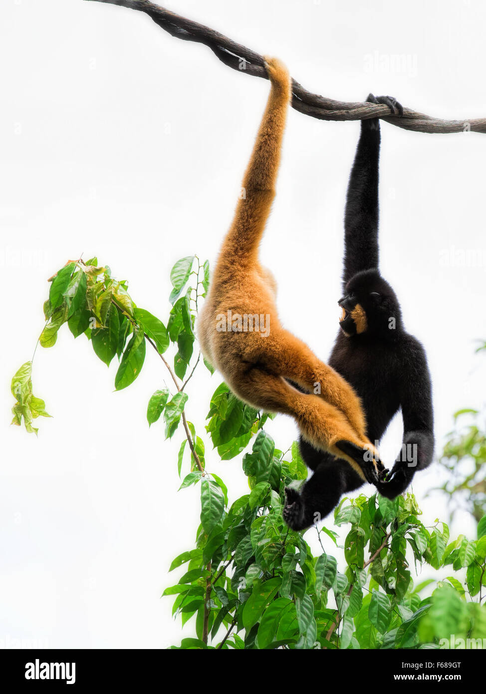 Wild Gibbon Monkeys Stock Photo - Alamy