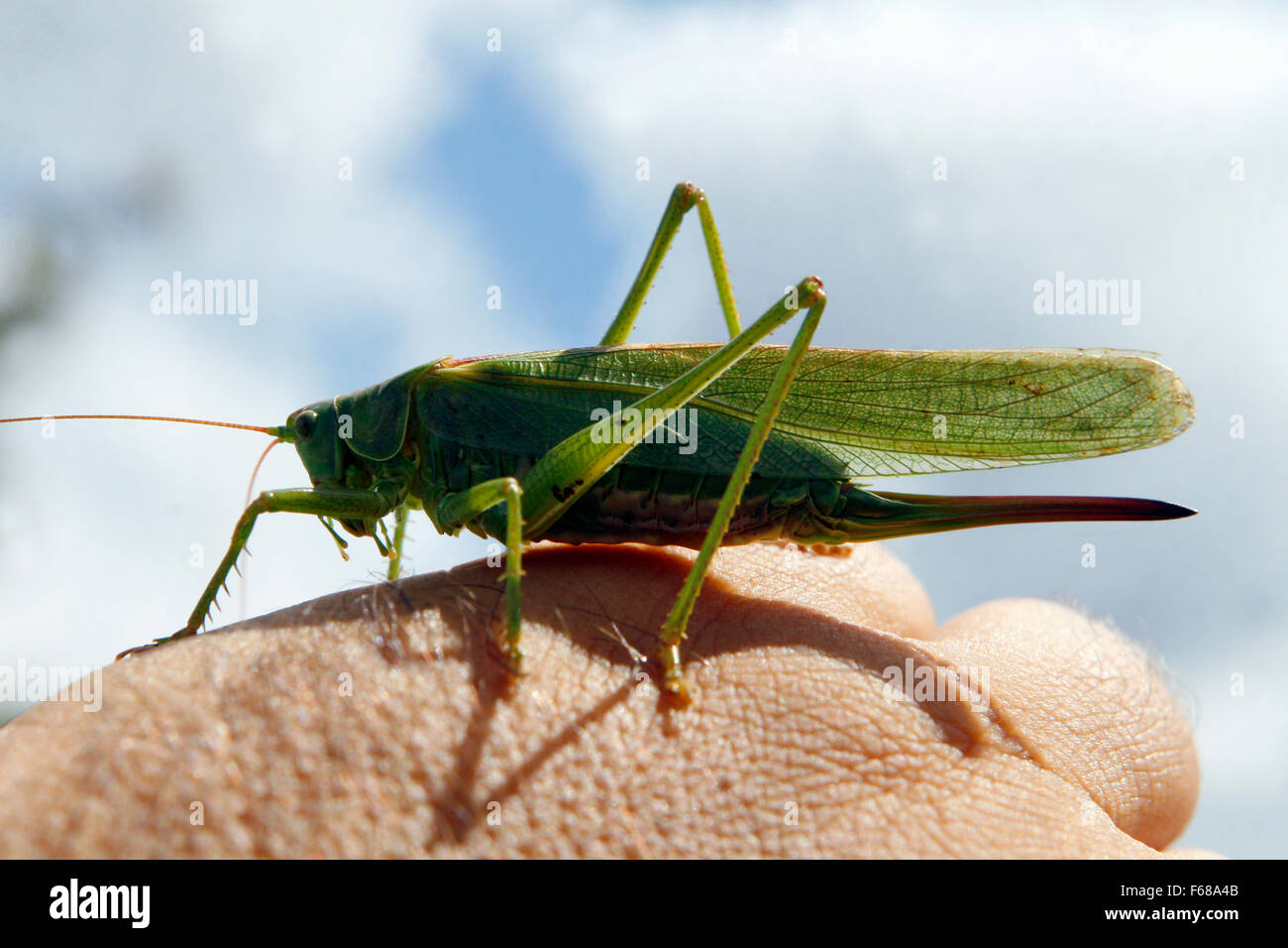 Great Green Bush Cricket Tettigonia viridissima Female Long-horned ...