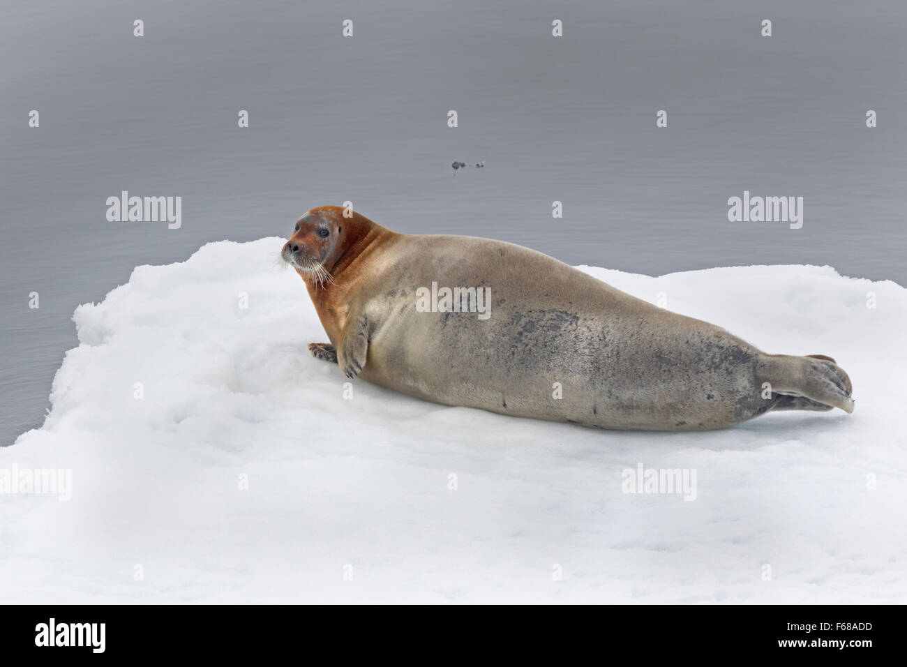 Bearded seals hi-res stock photography and images - Alamy