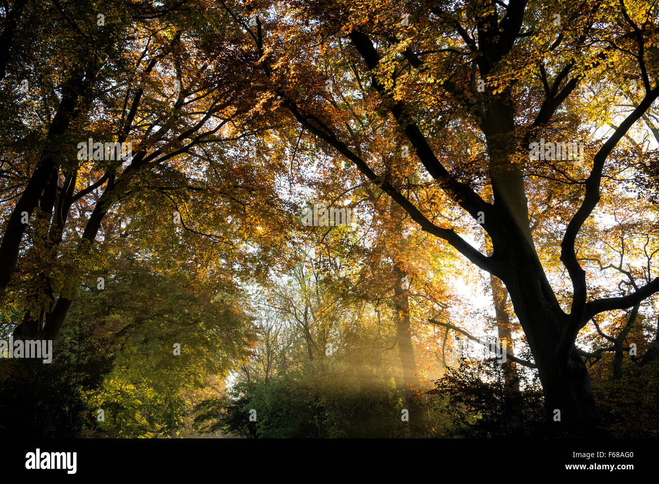 Trees, sunlight and autumn mist in november. Cotswolds, England Stock ...