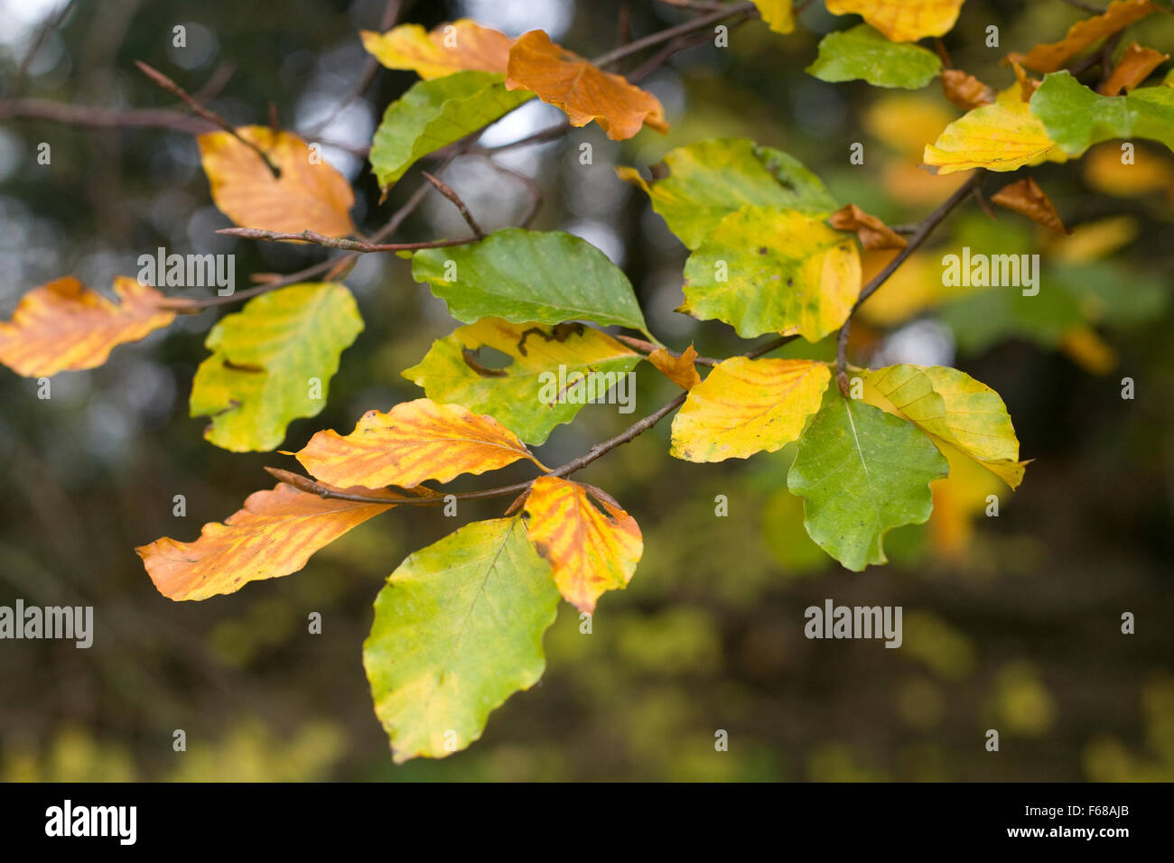 Changing phenomenon hi-res stock photography and images - Alamy