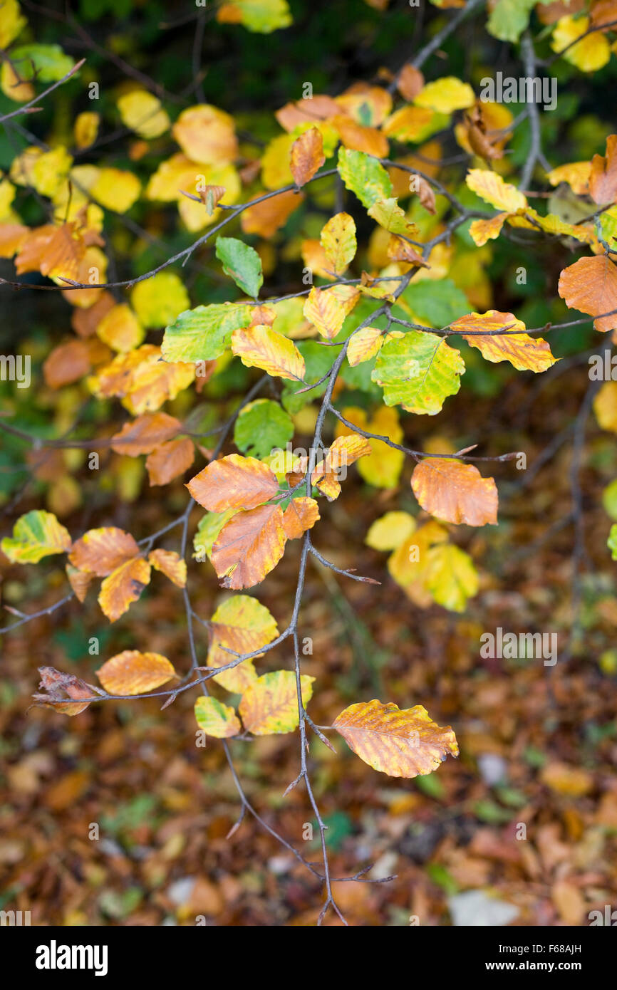 Changing phenomenon hi-res stock photography and images - Alamy