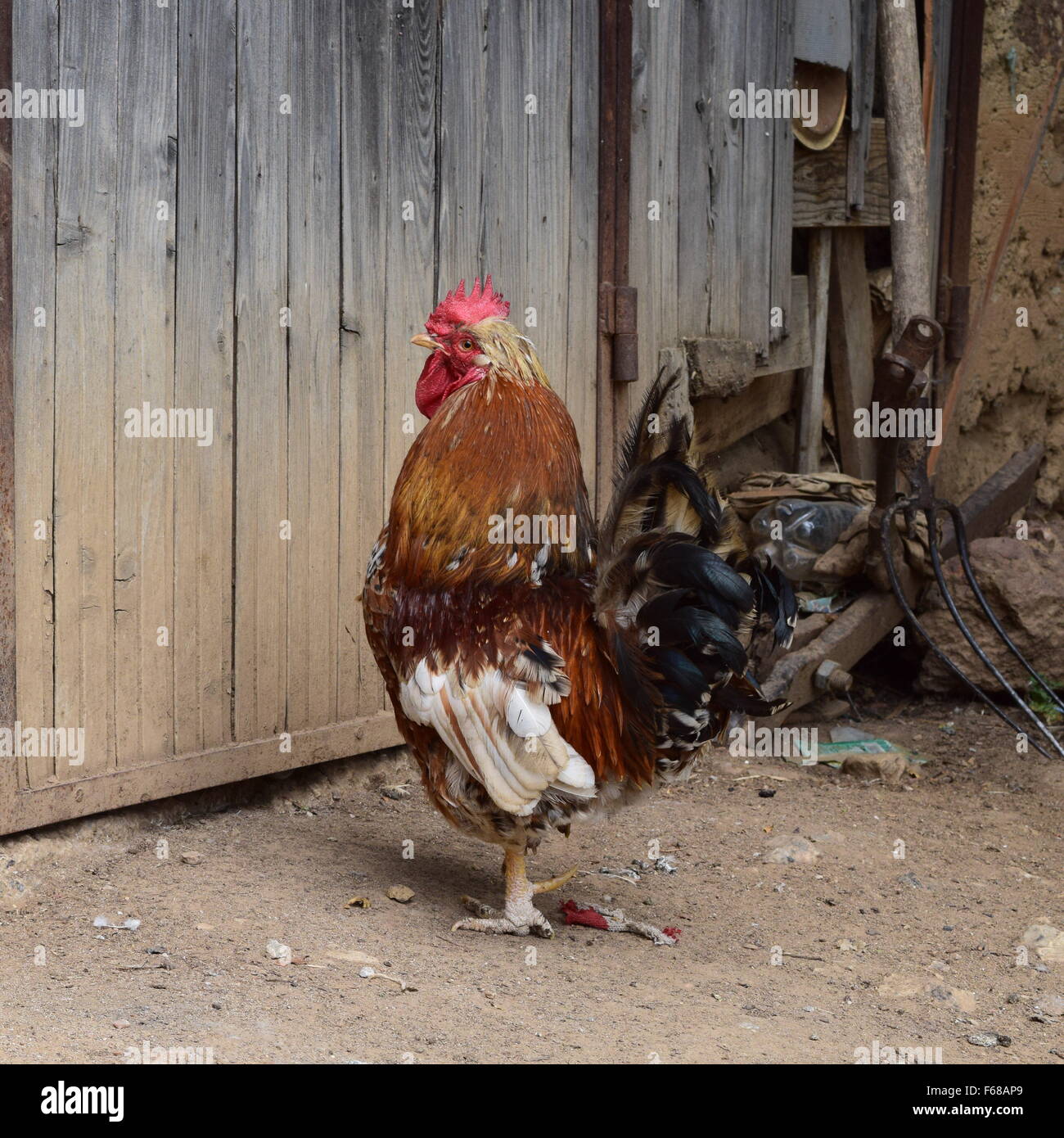 A rooster staring at the barn door Stock Photo - Alamy