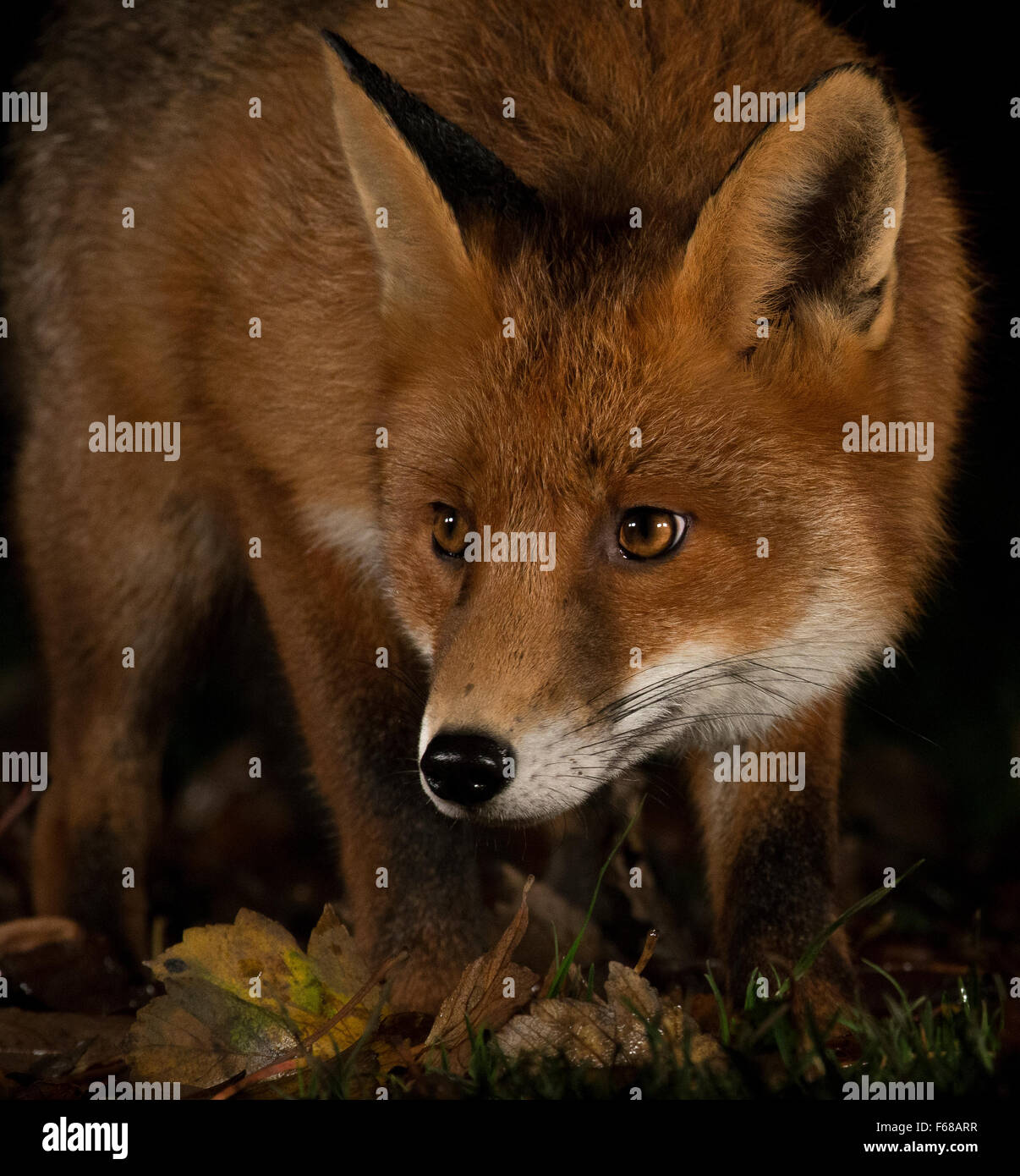 Red fox night scotland hi-res stock photography and images - Alamy