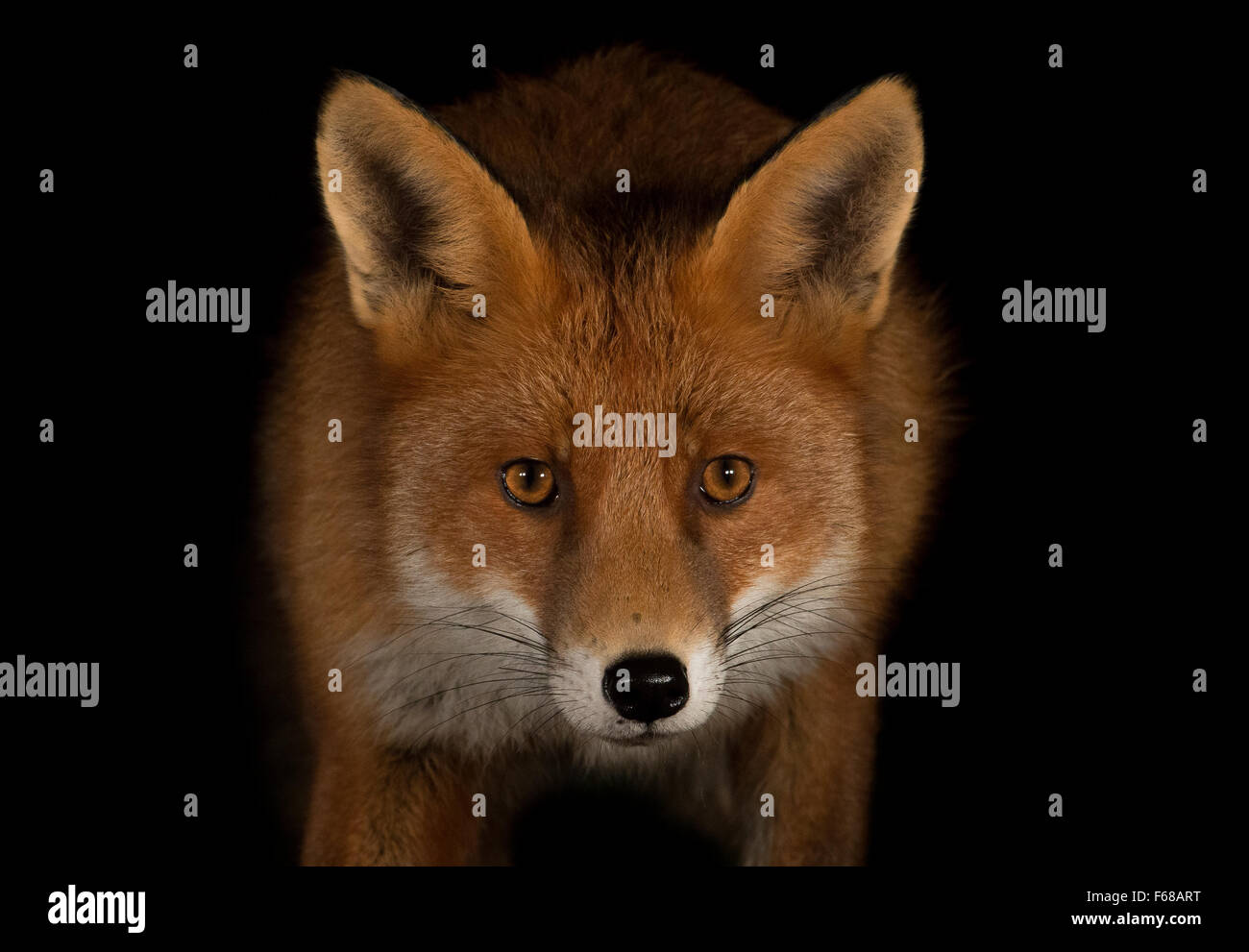 Red fox eyes hi-res stock photography and images - Alamy