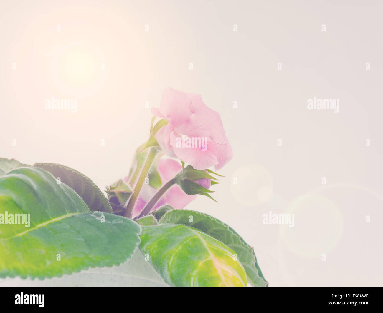 Multi colors pink hi-res stock photography and images - Alamy