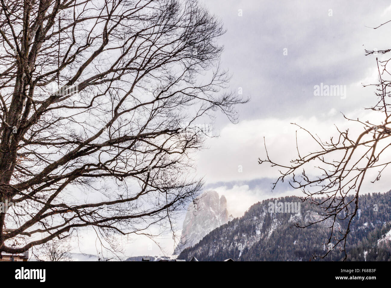 tree branches against the background of snow-capped mountains on the ...