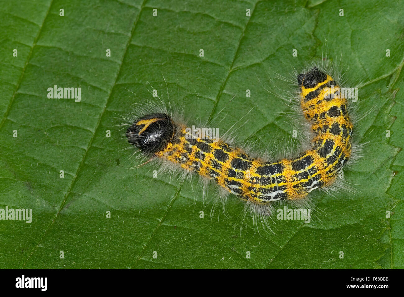 Buff-tip moth, buff tip, caterpillar, Mondvogel, Mondfleck, Raupe ...