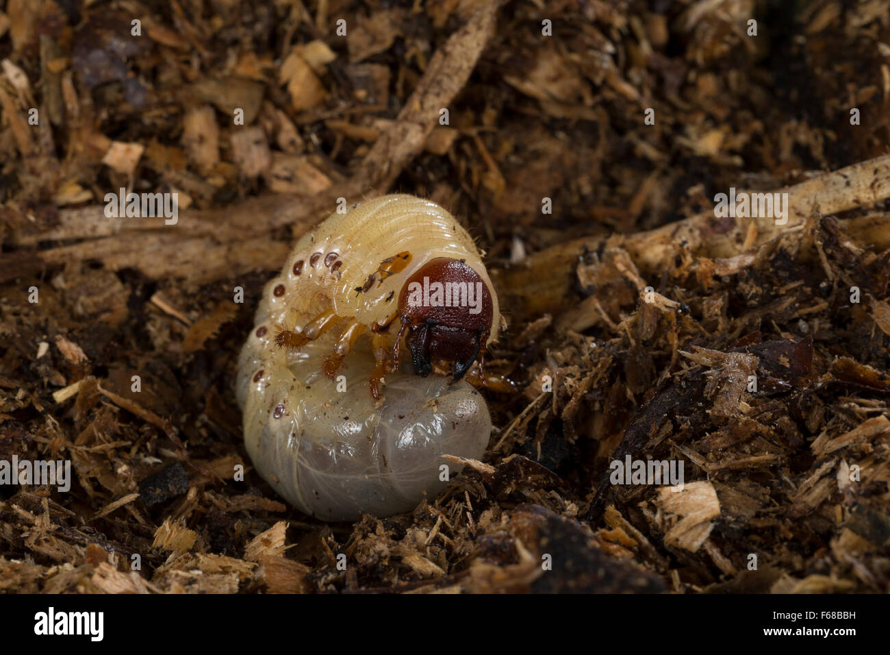 European rhinoceros beetle, larva, larvae, grub, Nashornkäfer, Larve ...