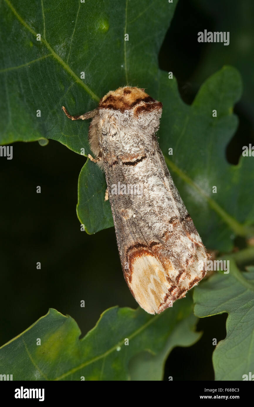 Buff-tip moth, buff tip, Mondvogel, Mondfleck, Phalera bucephala, La ...