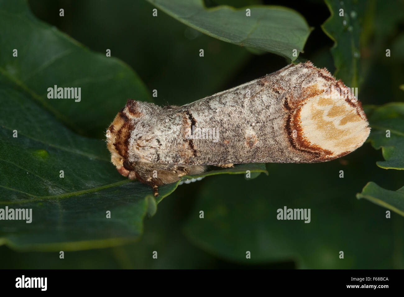 Buff-tip moth, buff tip, Mondvogel, Mondfleck, Phalera bucephala, La ...
