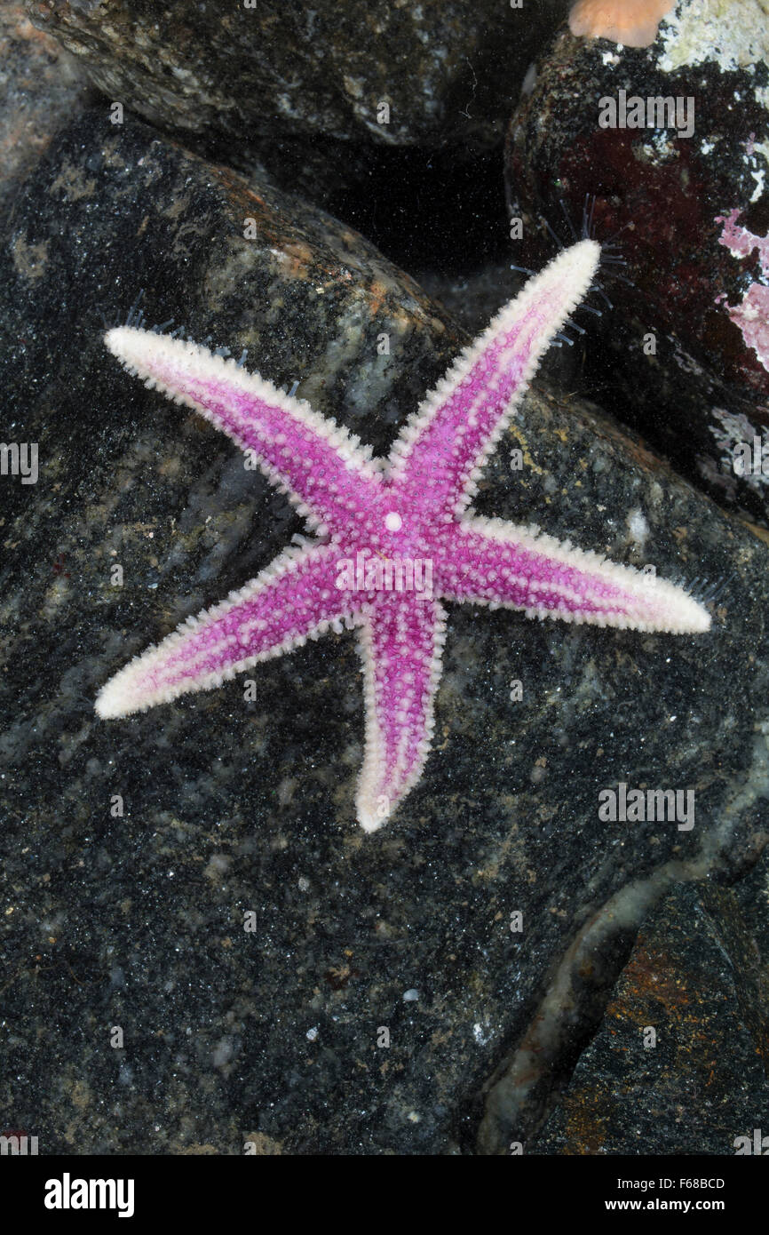 Northern starfish, Müllers Seestern, Müllers-Seestern, Leptasterias ...