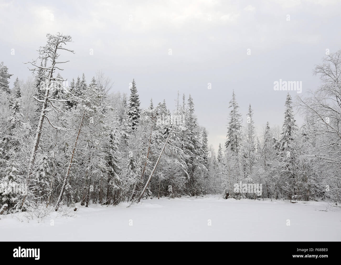 Taiga lake in early winter with snow and hoarfrost Stock Photo - Alamy