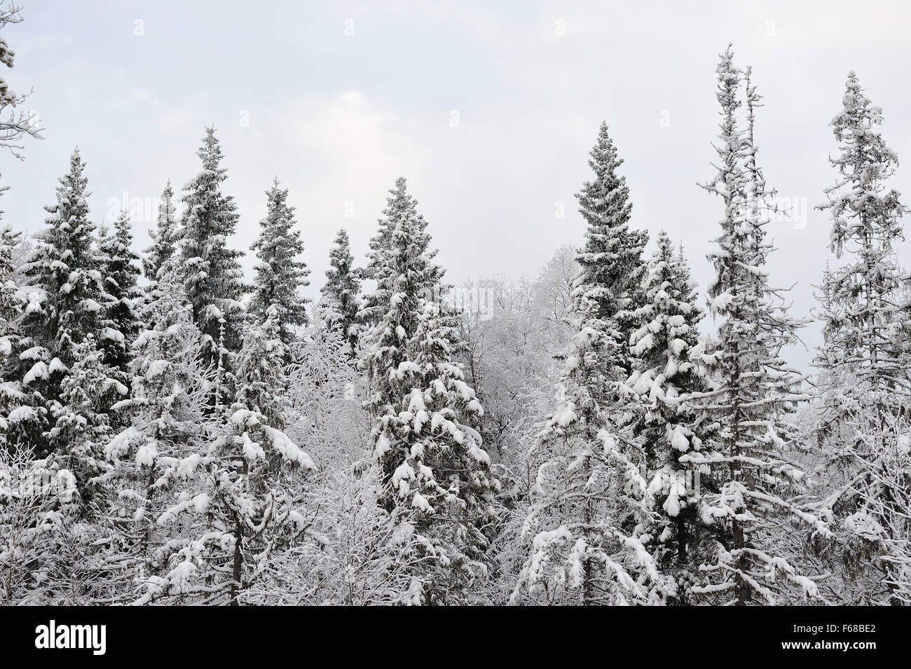 Taiga in early winter with snow and hoarfrost Stock Photo - Alamy