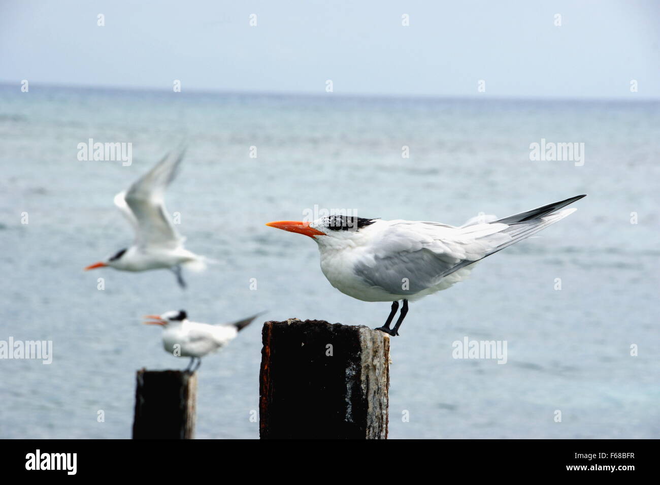 Royal tern (Sterna maxima / Thalasseus maximus Stock Photo - Alamy