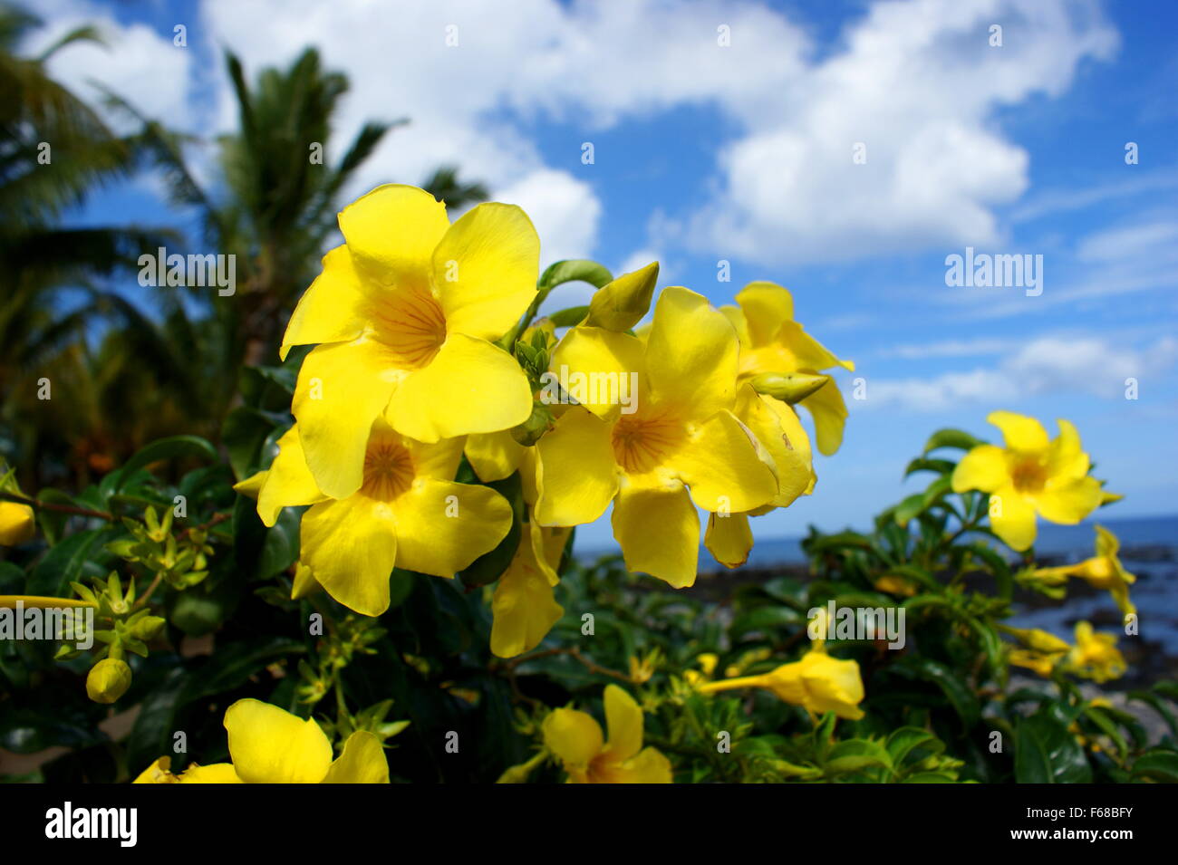 Africa mauritius beautiful yellow flowers hi-res stock photography and ...