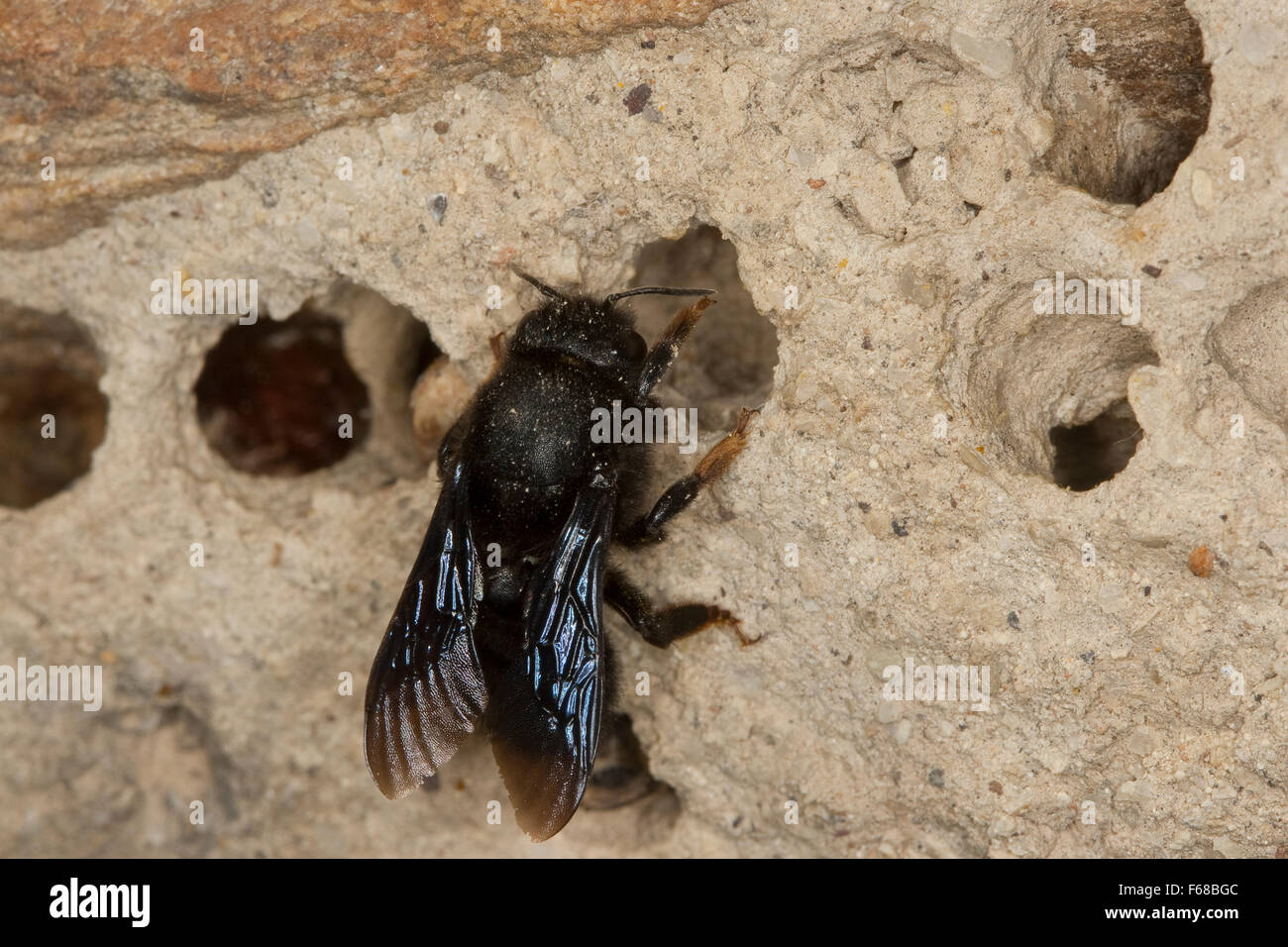 Wall bee, mason bee, Mortar bee, Schwarze Mörtelbiene, Megachile ...