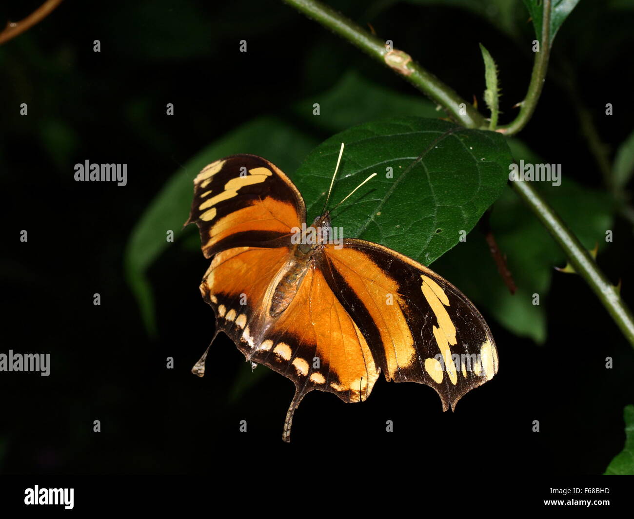 Butterfly with open wings. Consul fabius Stock Photo - Alamy