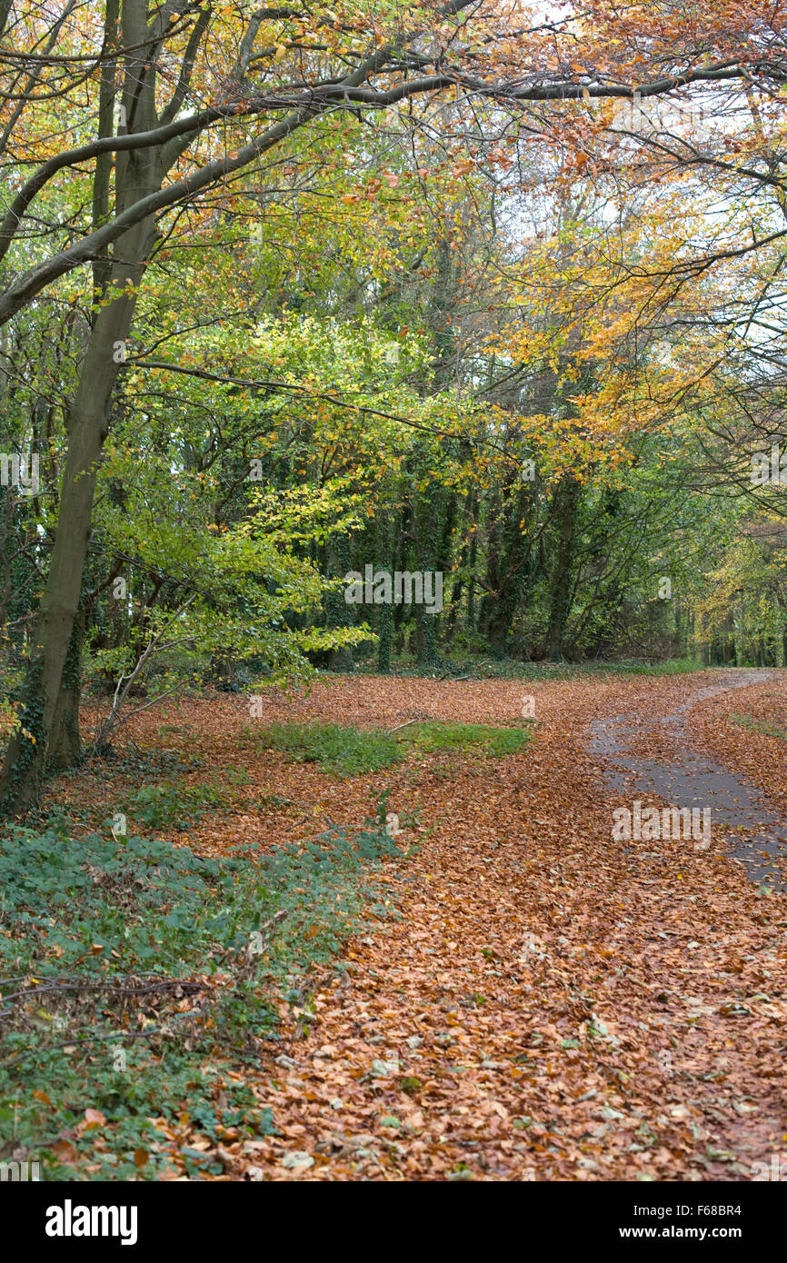 Changing tree in the Fall/Autumn in England Stock Photo - Alamy