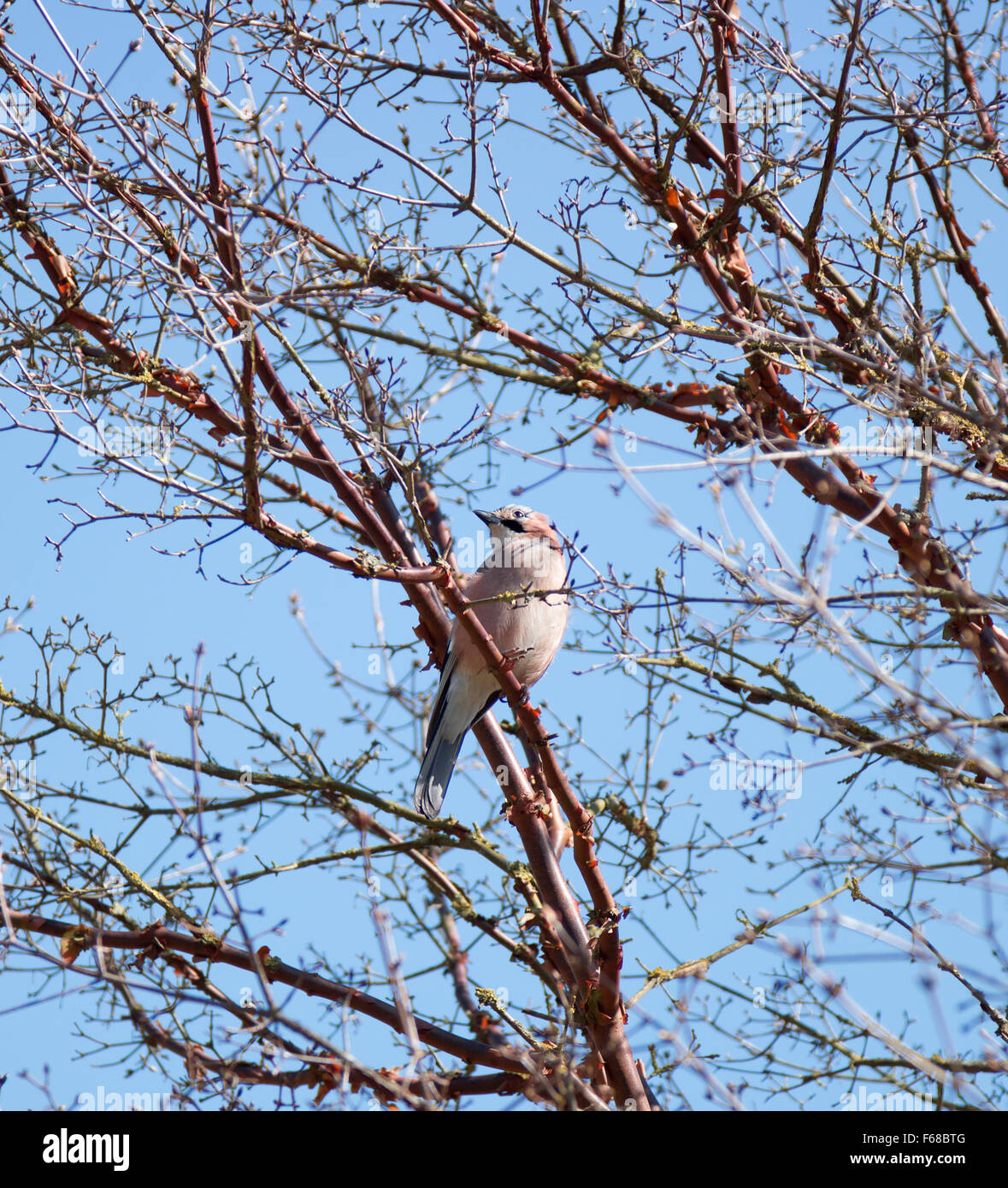 Eurasian Jay in a paperbark maple tree against blue sky Stock Photo - Alamy