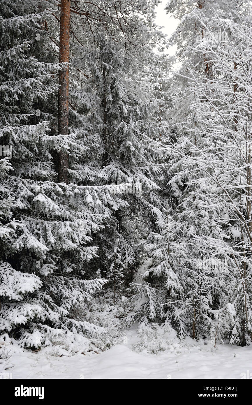 Taiga in early winter with snow and hoarfrost Stock Photo - Alamy